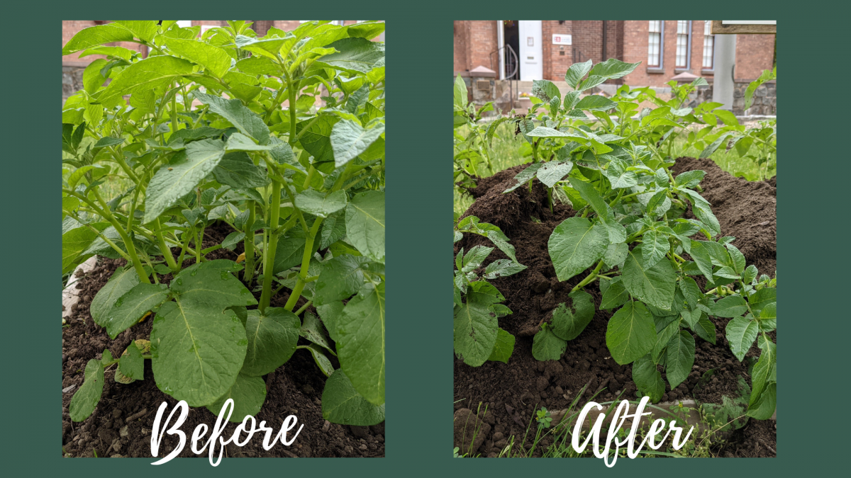 Planting Potatoes - Mass History Commons